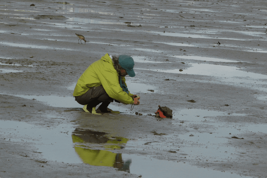 New exhibition opens at shell museum - SANIBEL-CAPTIVA - Island ...